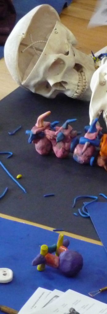anatomy-clay – Anatomy Study Studio